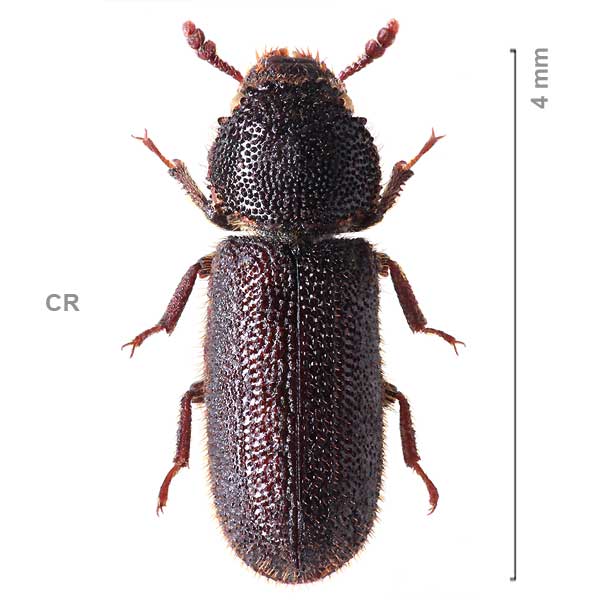 Kilimo bora cha Mihogo - Sehemu ya Nne (Growing Cassava - Part Four)