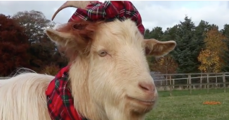 Angus the Tartan Goat
