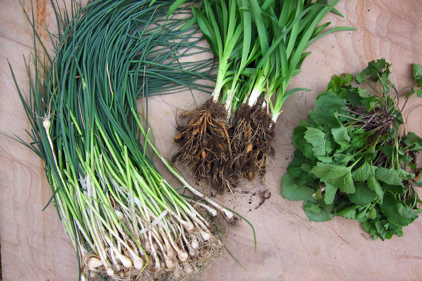 66 Square Feet (Plus): Forager's test kitchen