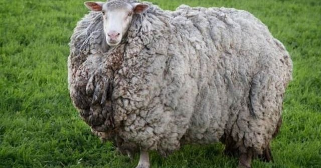 Interesting Story of a Sheep