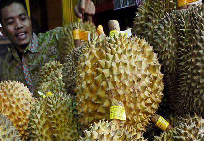 Bibit Durian Montong Unggul