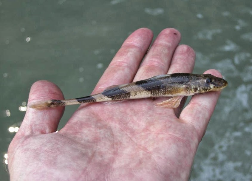 Donauinseln: From zingel to pipefish - Tack diary of the 3rd Joint ...