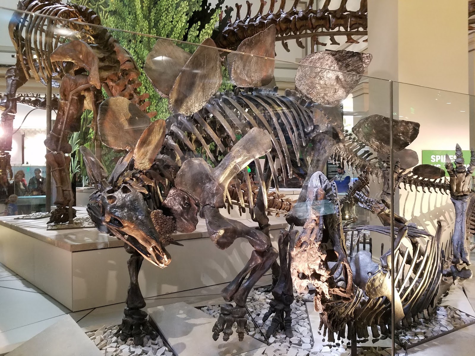 [Explore DC] NOW OPEN! David H. Koch Hall of Fossils -- Deep Time ...