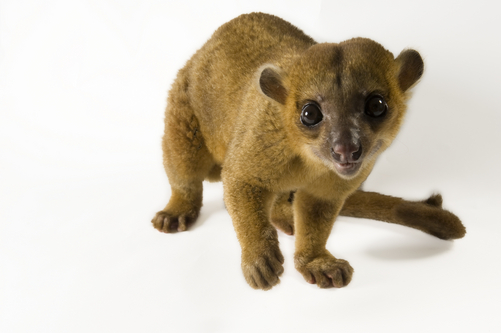 Mundo animal: Quincaju