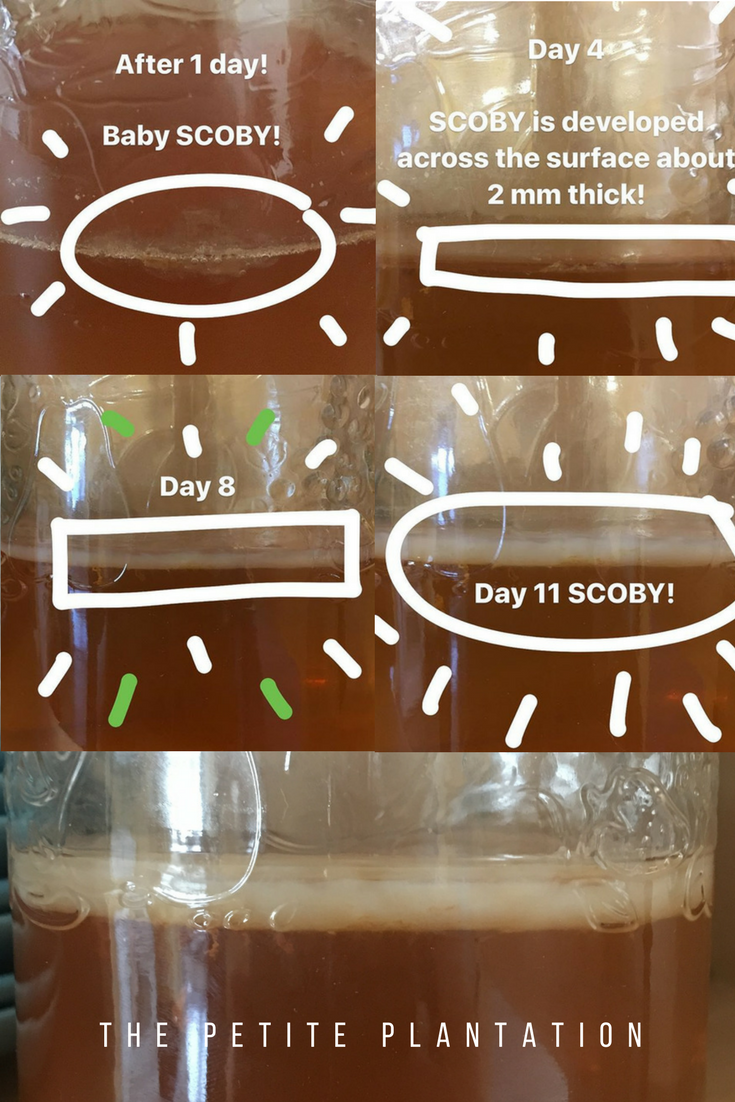 Make Your Own SCOBY - The Petite Plantation