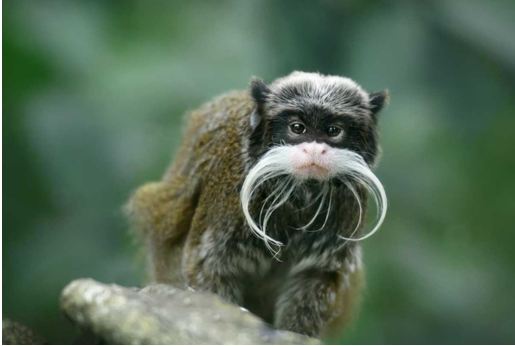 Baía da Lusofonia: Brasil – O macaco Tamarindo-imperador barbudo