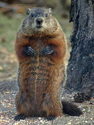 Hip In Detroit: Happy Groundhog Day!!!