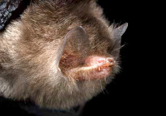 Sciency Thoughts: A new species of Disk-winged Bat from Peru and Brazil.