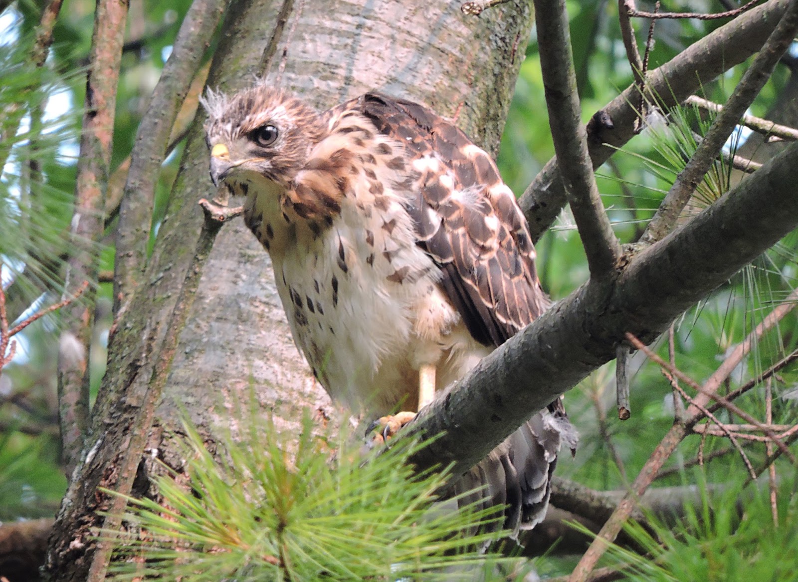 Recent Sightings: Broad-winged Hawk Nest and Family