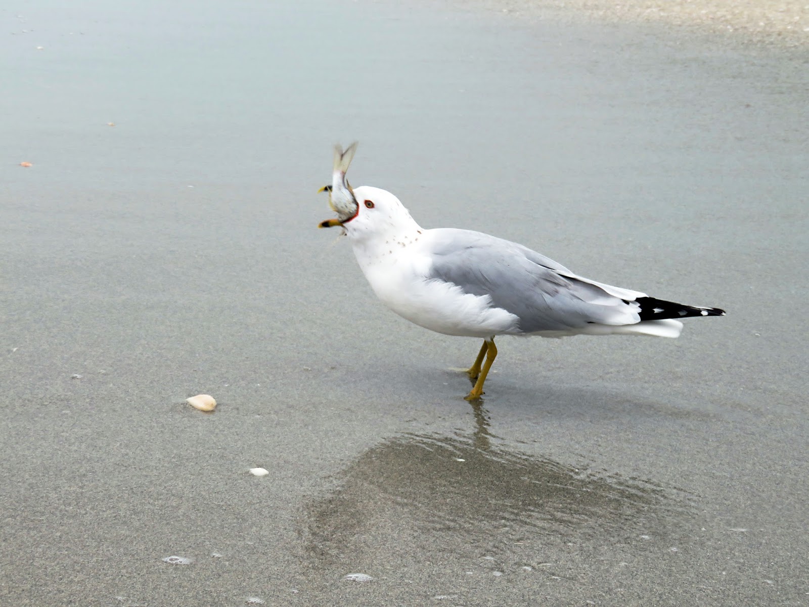 J-TWO-O: February 2017