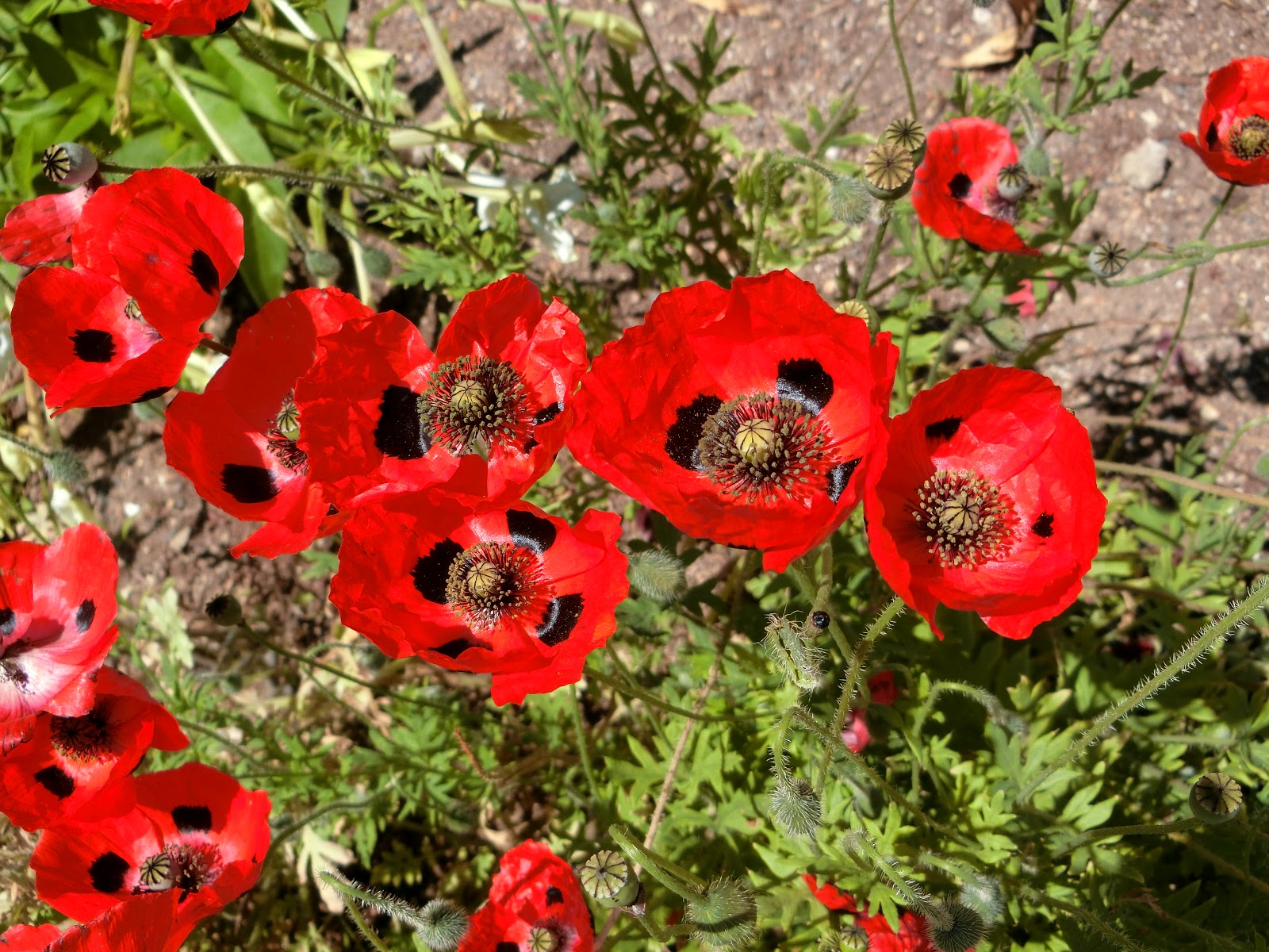 60歳で無職の優雅な日々: ヒナゲシ・レディ・バード Papaver rhoeas 'Lady Bird'