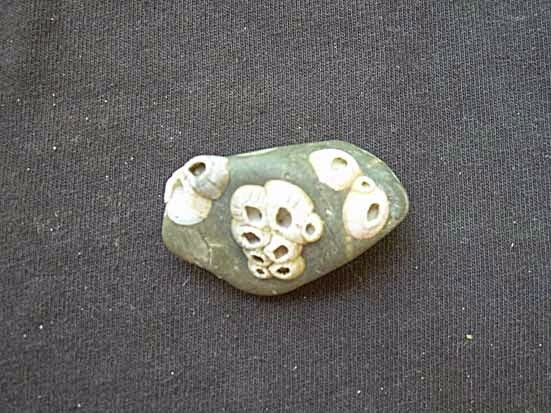 Roca con formacion de Crustaceos ~ Mineraland Chile