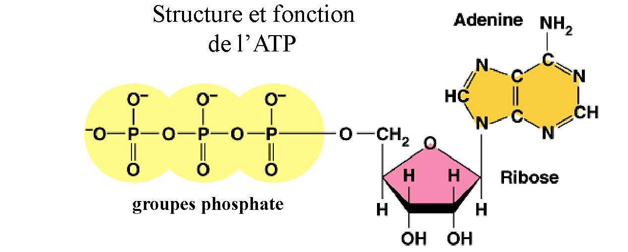 Quoi de neuf en SVT ? par Maître Corydon Muttaburrasaurus: La ...