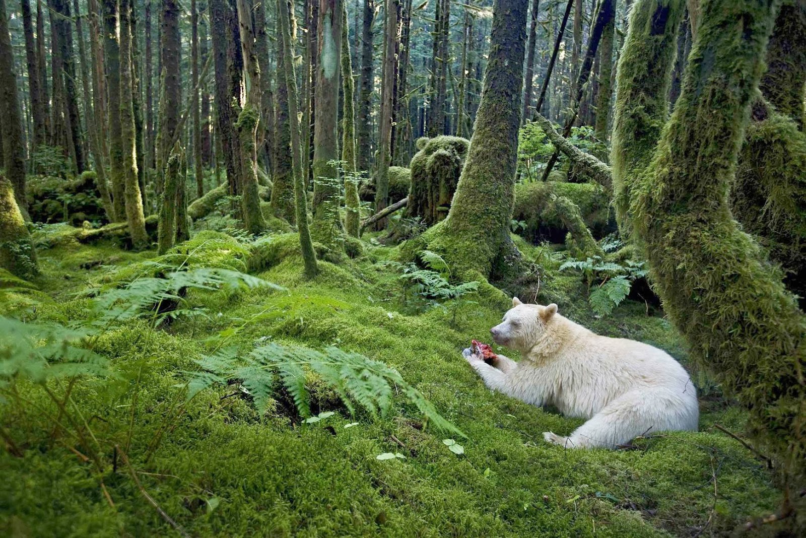 The Kermode Bear: Spirit Bear of British Columbia | The Ark In Space
