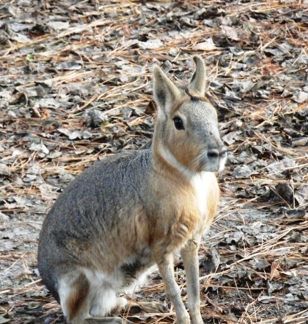 The Zoo Review: Species Fact Profile: Patagonian Cavy (Dolichotis ...