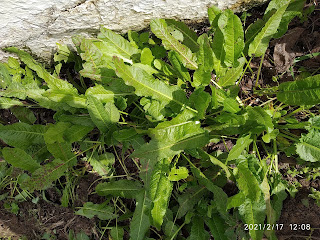 A HORTA DO JOÃO: 3 receitas alentejanas de Catacuzes, (labaças, erva ...