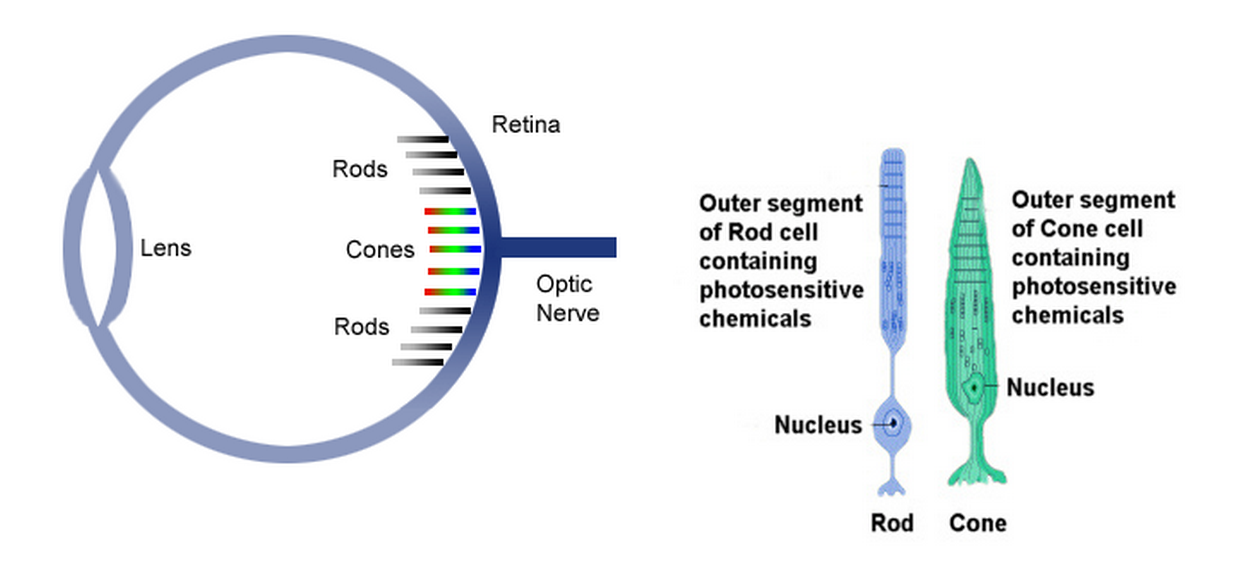 Eyes | Anatomy, Defects and Colours explained ~ Fantastic Fundas