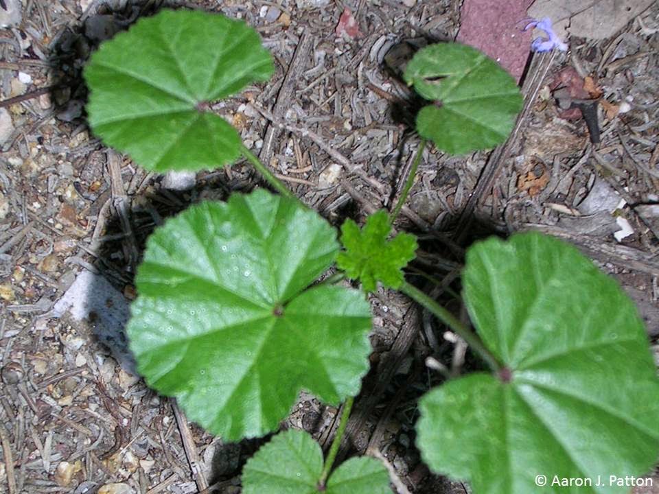 Purdue Turf Tips: Weed of the month for January 2015 is Common Mallow