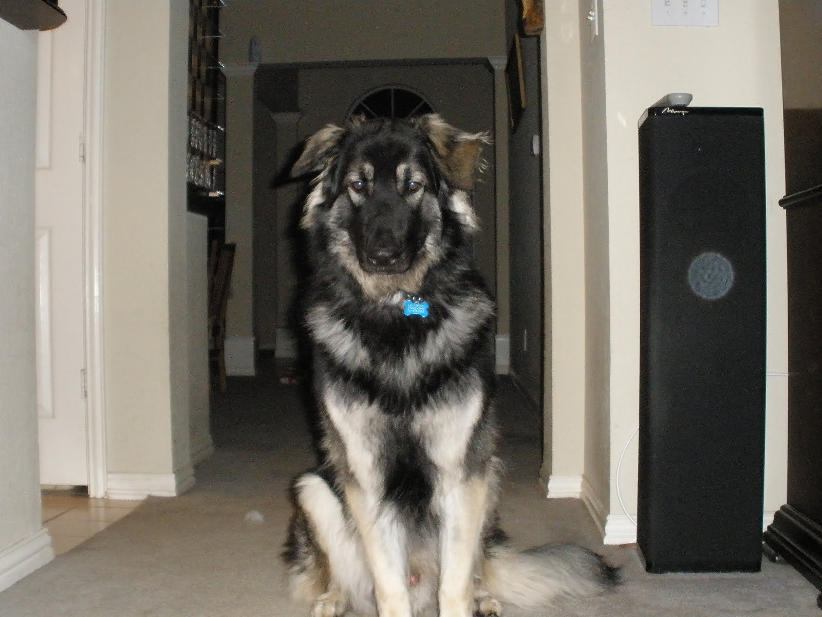 Sparta ISSA Shiloh Shepherds