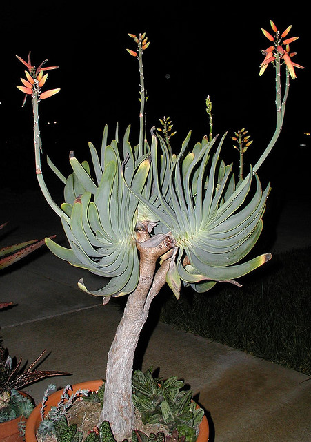 PlantWerkz: Fan Aloe - Aloe Plicatilis