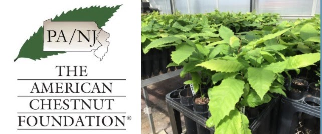 PA Environment Digest Blog: PA/NJ Chapter The American Chestnut ...