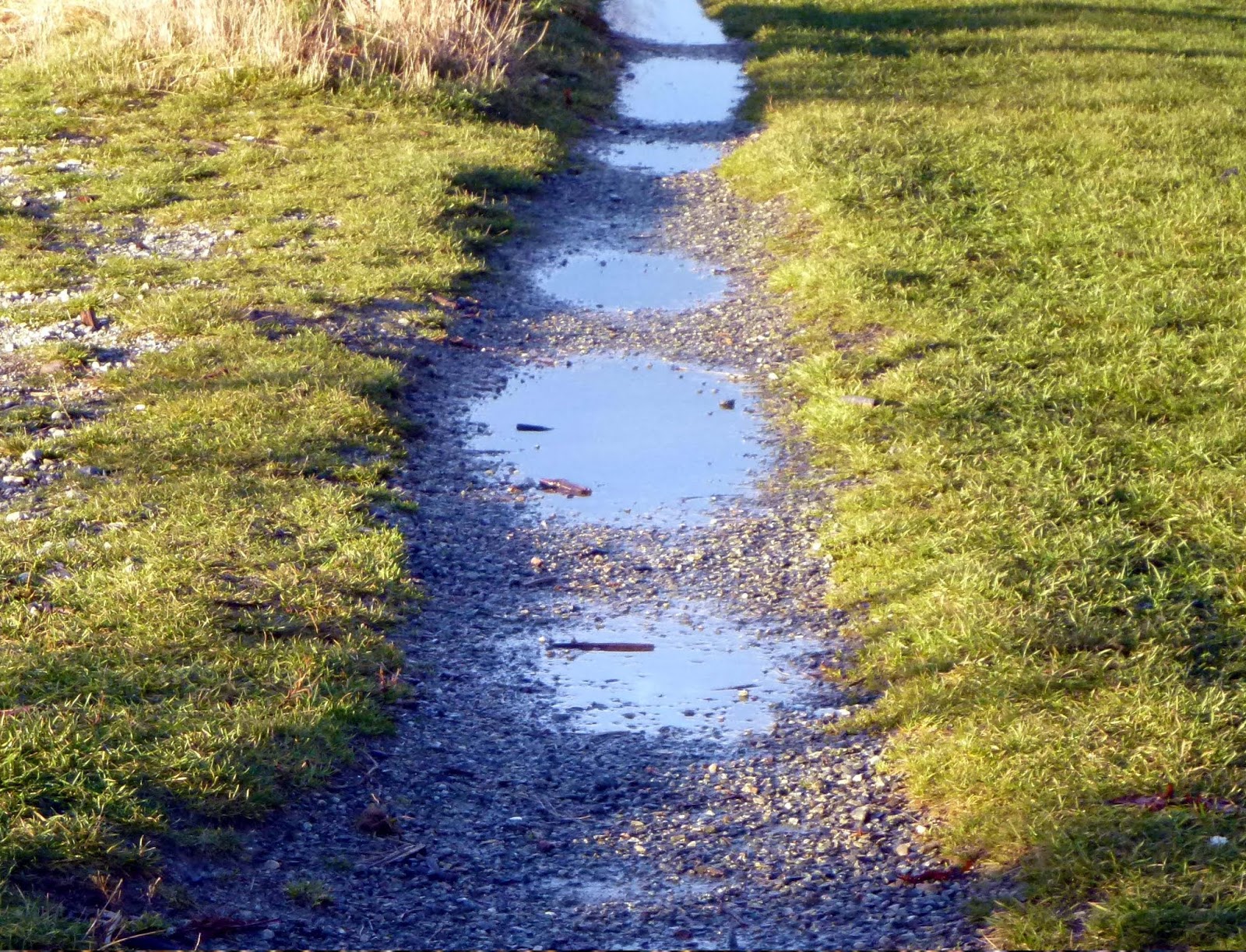 Sometimes All You Need Is A Good Puddle