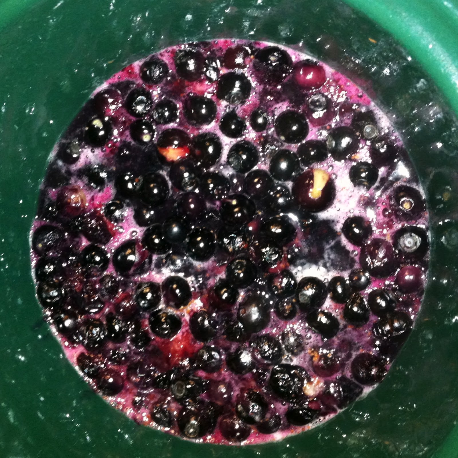 Biting The Hand That Feeds You: Blueberry Puree