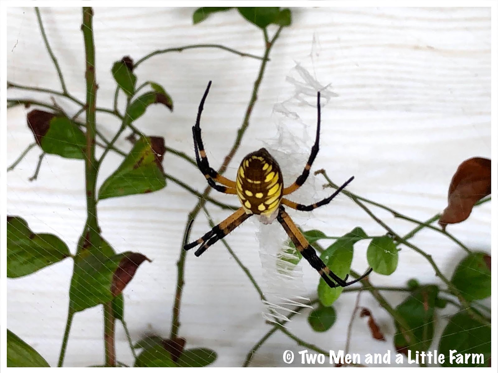 Two Men and a Little Farm: SPIDER PALOOZA