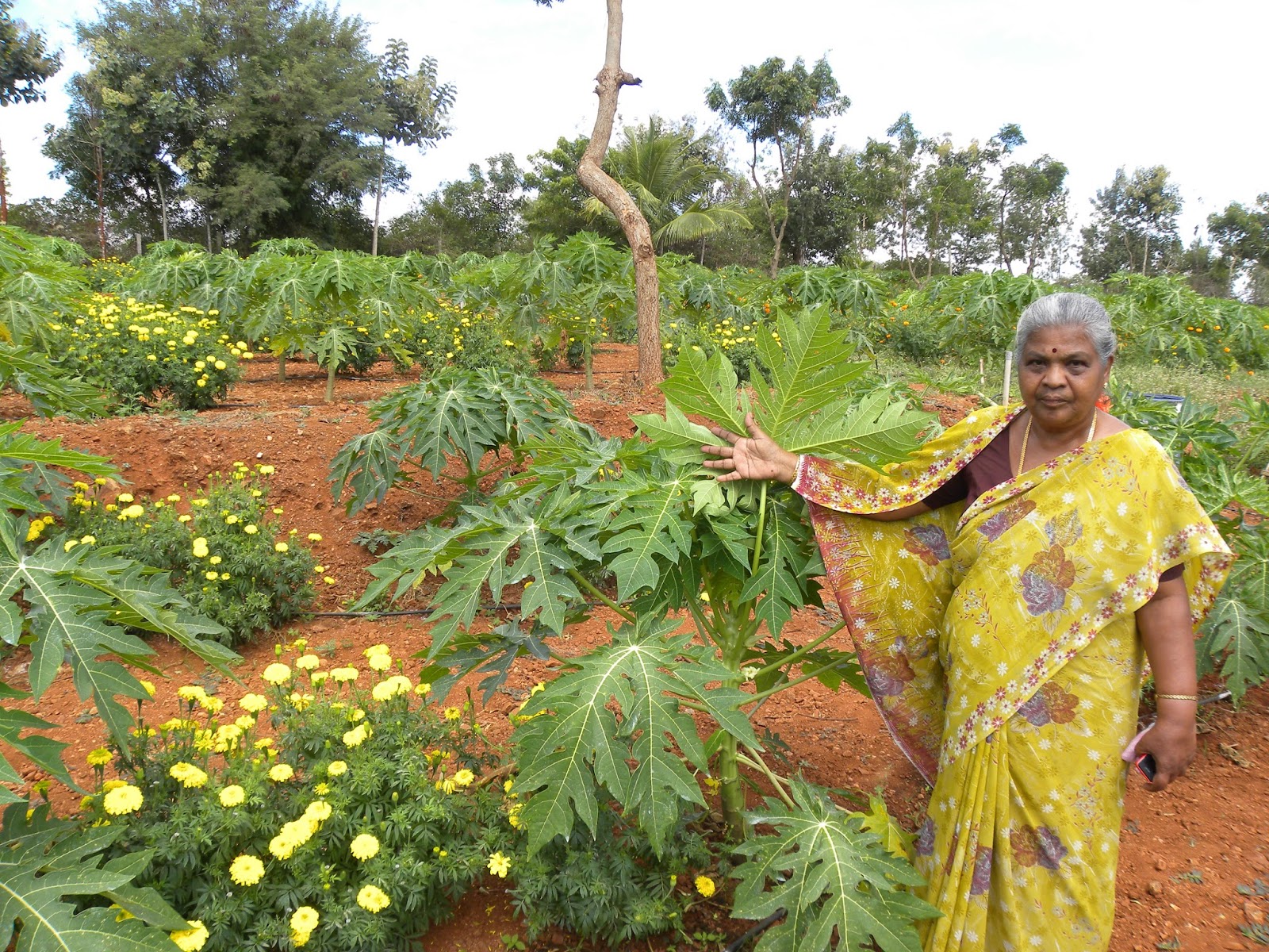 ಬಿದಿರು ಬೇಸಾಯ ಬಳಗ BIDIRU BESAYA BALAGA