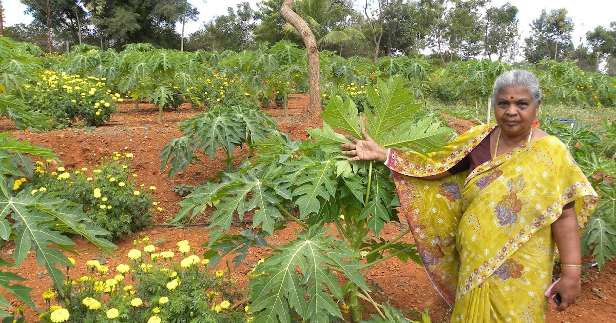 ಬಿದಿರು ಬೇಸಾಯ ಬಳಗ BIDIRU BESAYA BALAGA
