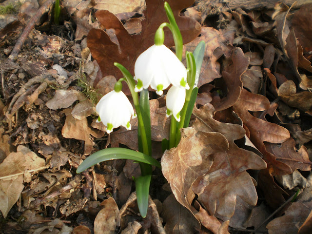 GLEDIŠTA VUJCA ŠTEFINE (Ex Sveti Petar Demerje): VJESNICI PROLJEĆA