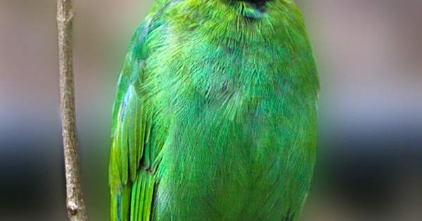 Kicau Burung: Burung Cucak Ijo