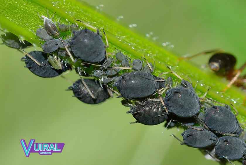 Pengertian Dan Contoh Simbiosis Parasitisme Beserta Gambarnya - Vuiral