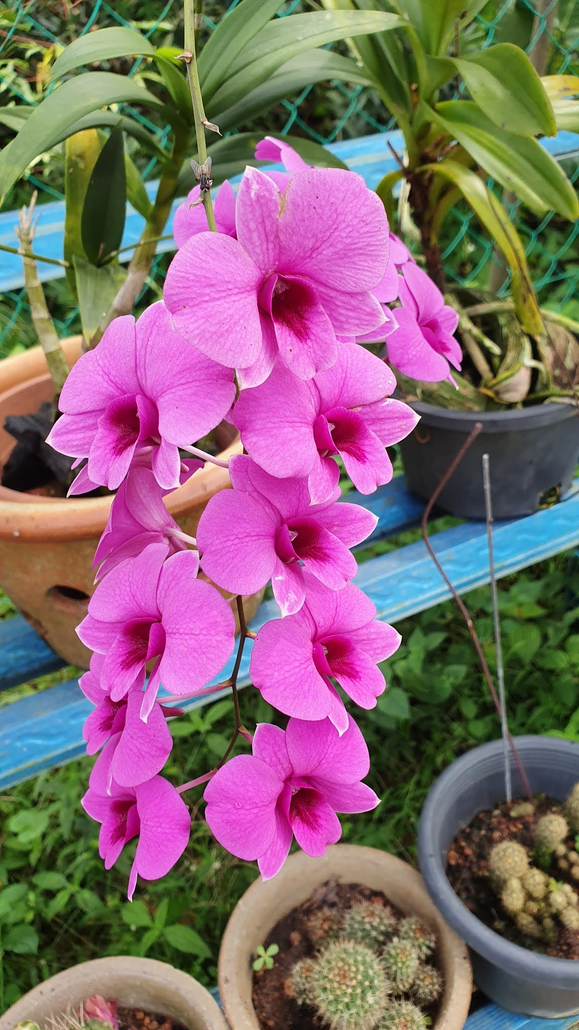 Warisan Petani: Bunga Anggerik Kampungan