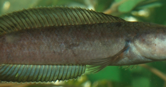 KERALA RIVERS AND FISHES