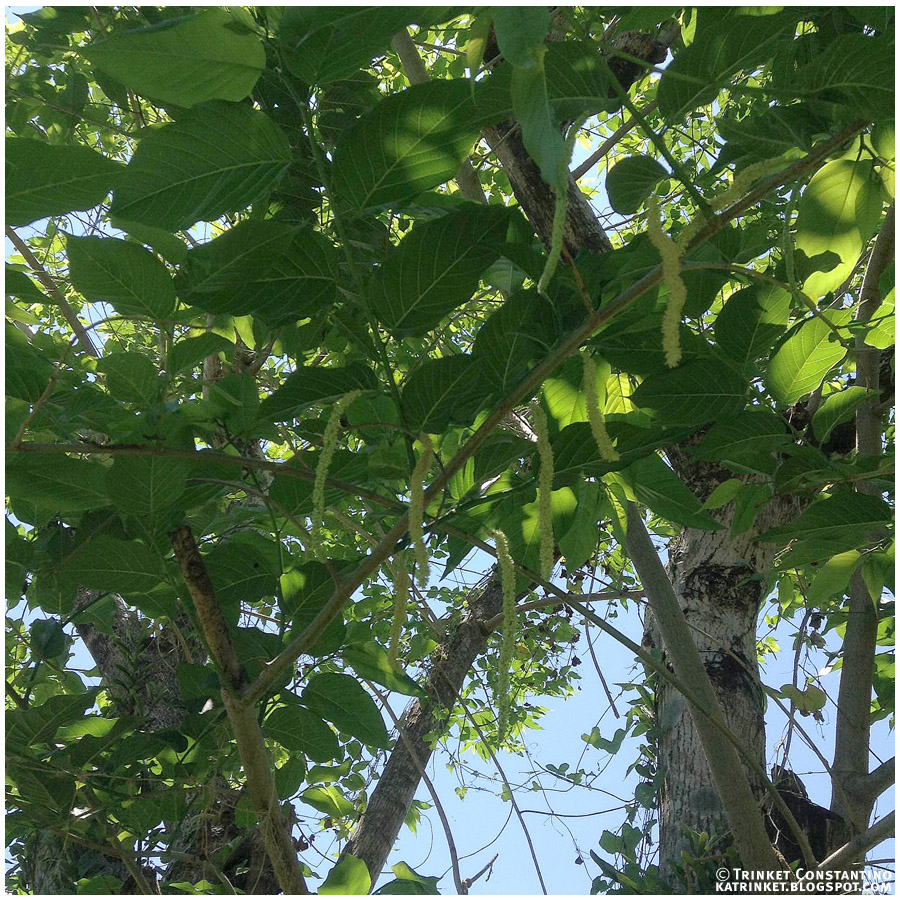 breathing space: Alukon, white-eyes and dinengdeng