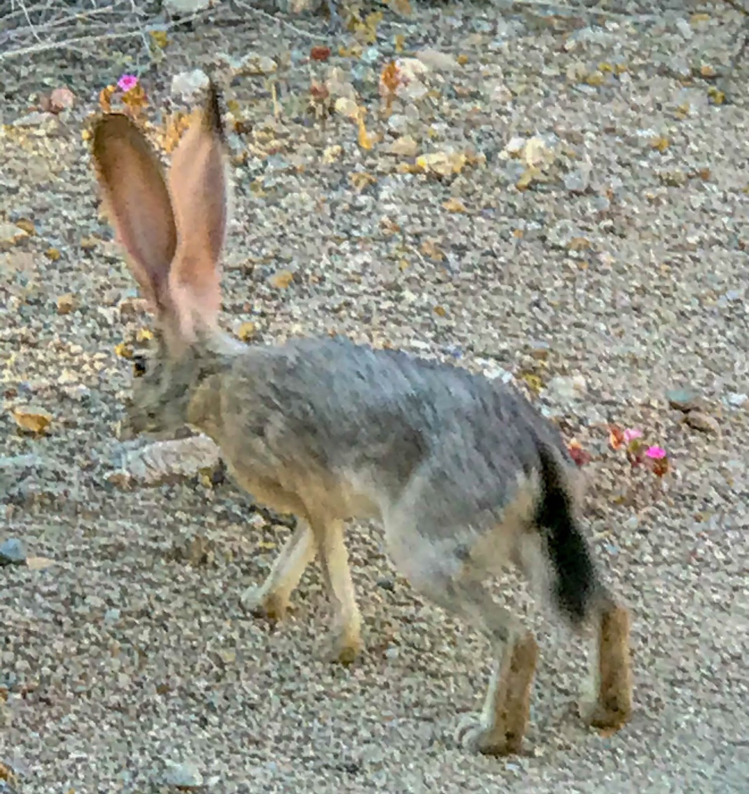 Cannundrums: Black-Tailed Jackrabbit