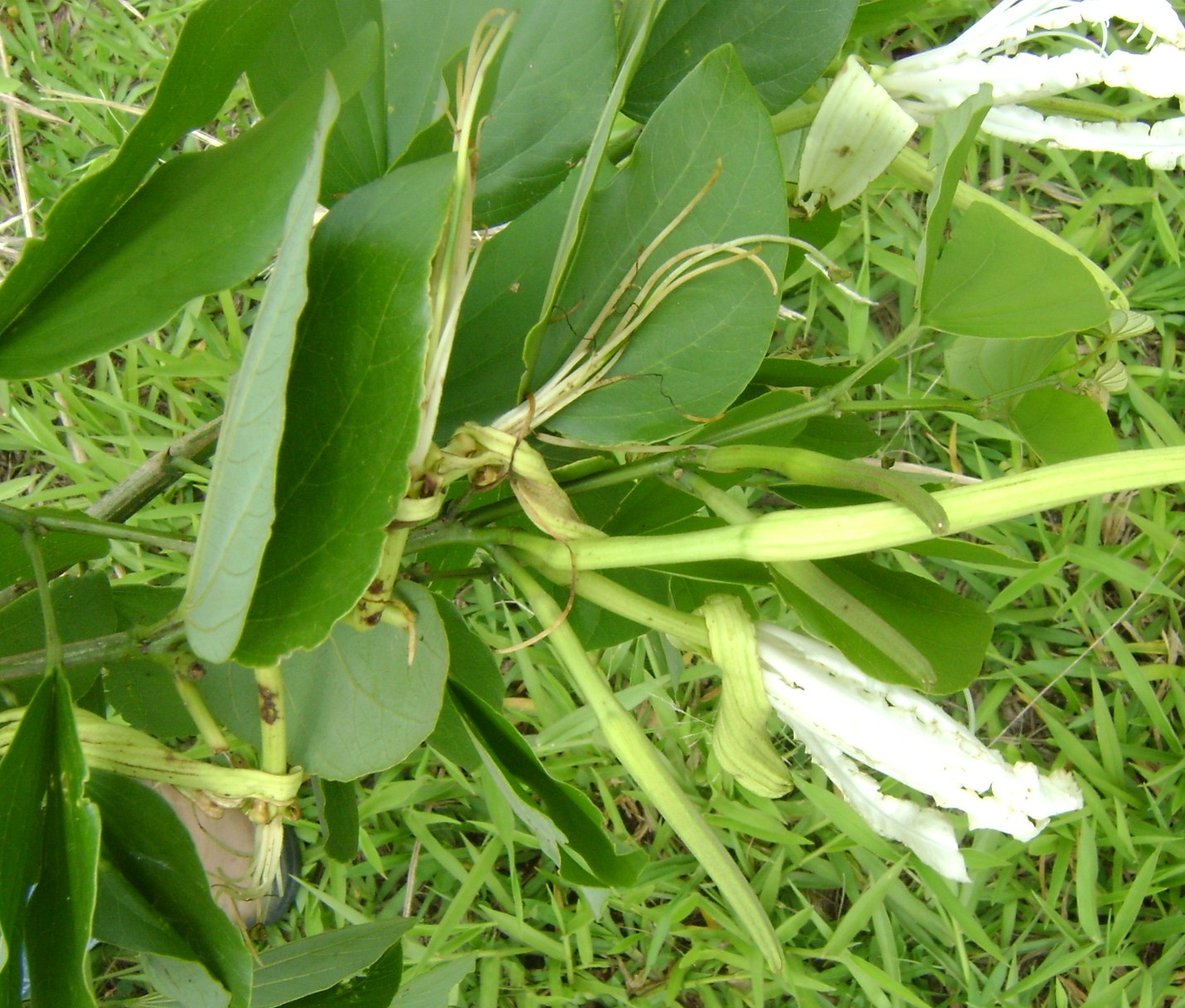Fabaceae - Leguminosae no Brasil: Fabaceae - Bauhinia forficata Link