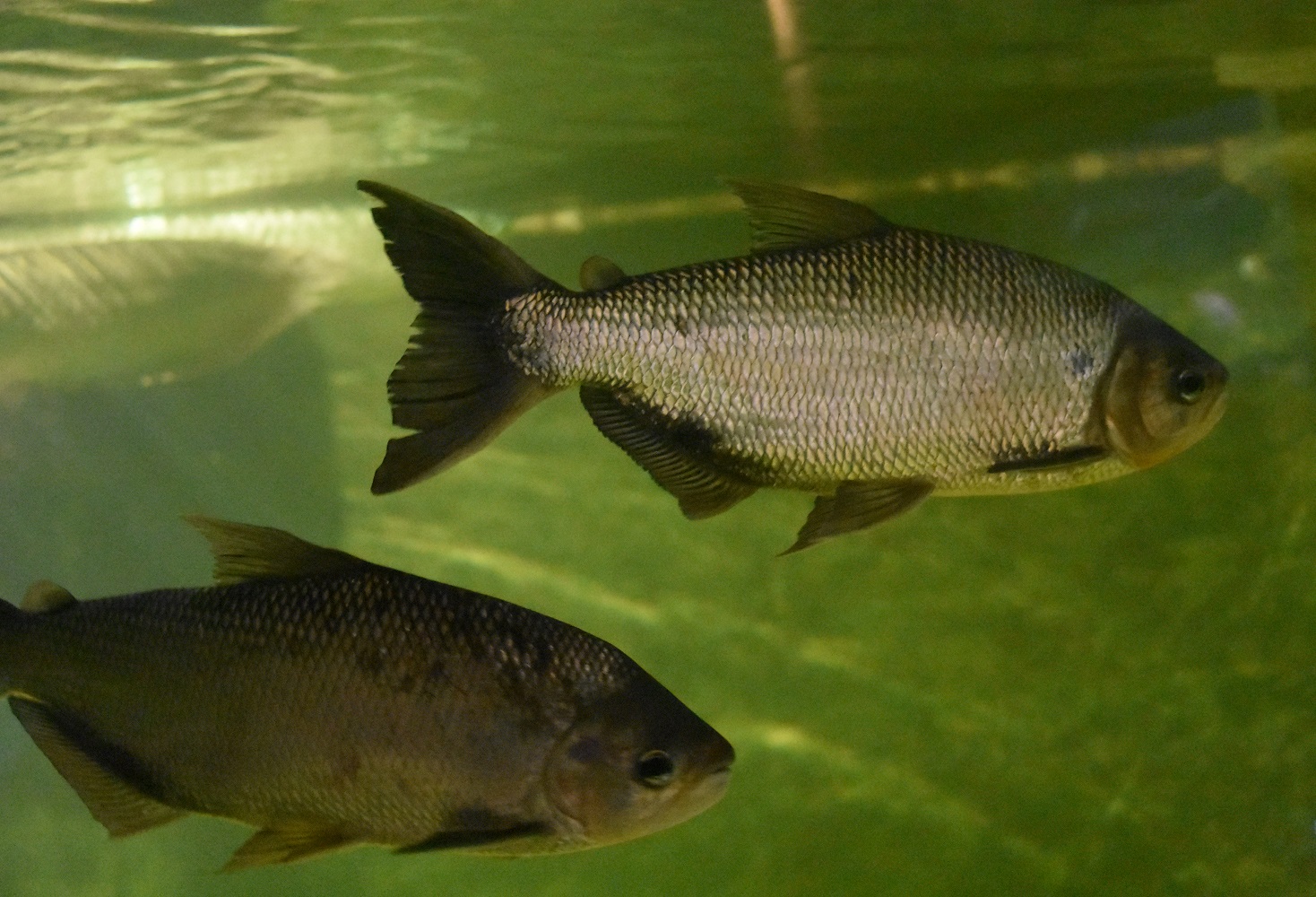 ZOOTOGRAFIANDO (6.100 ANIMALS): SÁBALO AMAZÓNICO / AMAZON BRYCON ...