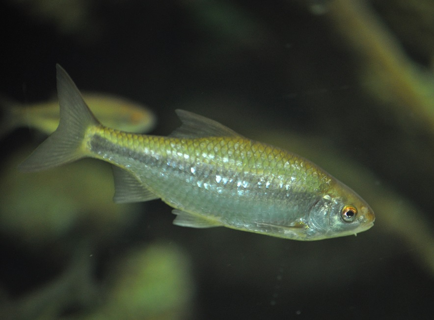 ZOOTOGRAFIANDO (6.100 ANIMALS): RUTILO PERLA / PEARL ROACH (Rutilus aula)