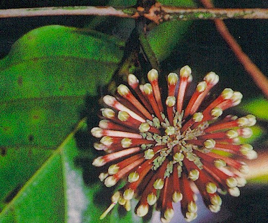 Go Green and Natural: Gambir (Uncaria gambir (Hunter.) Roxb.)