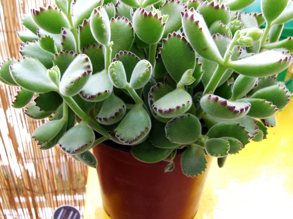 Publicado por http://detodo64.blogspot.com en 17:27