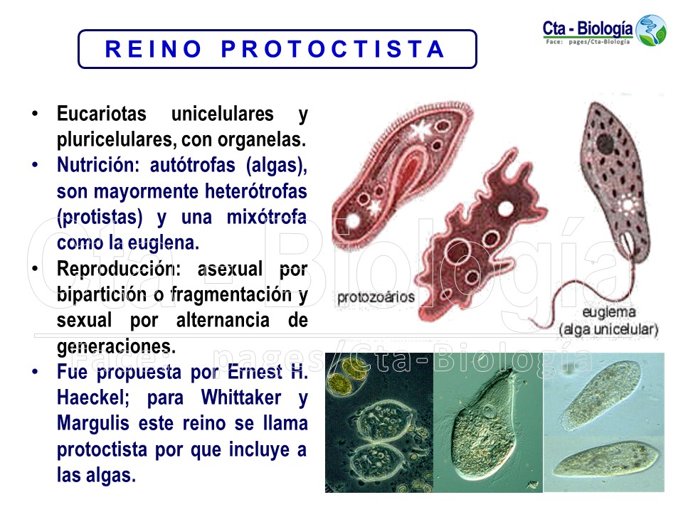 Biología didáctica: Tema: "Reino Protoctista".