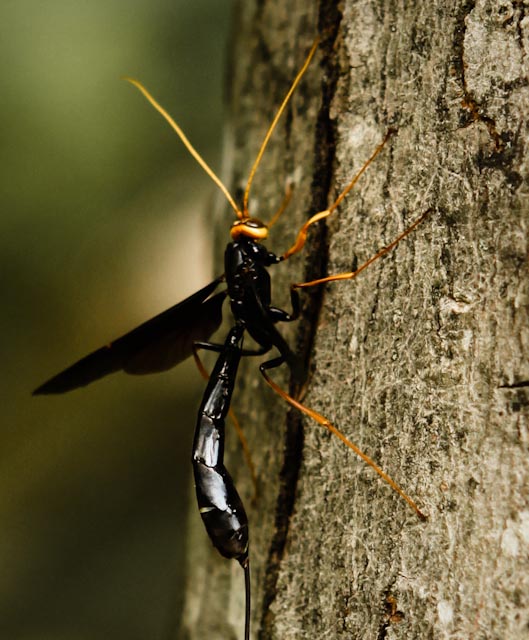 A Suburban Wilderness: Introducing...A 6 Inch Long Wasp!