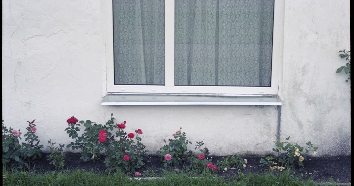 Tulp ja tulp: KAUNIS KODUAED 12