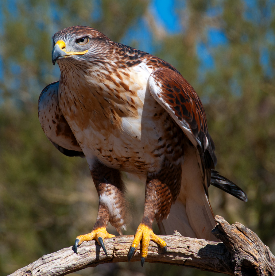 Follow The Sykes Birds: Tucson 2012 Part 3