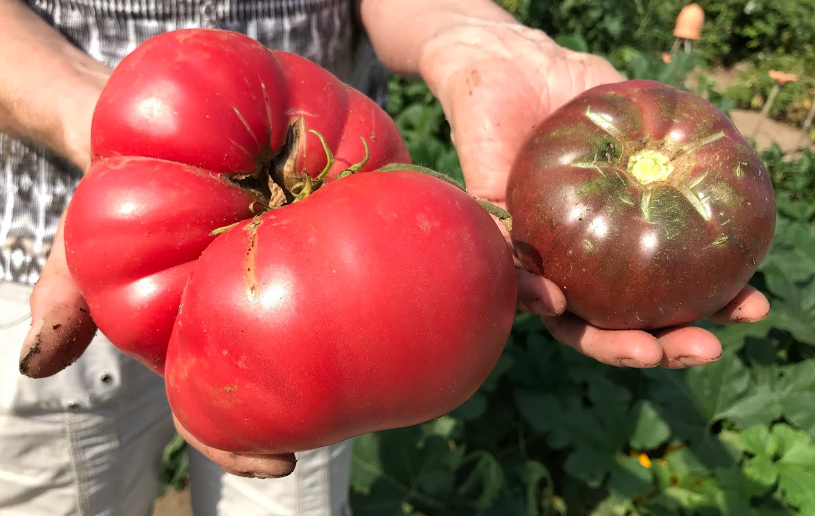 Colorado Garden Punch List - Betty Cahill: Introduction to Vegetable ...