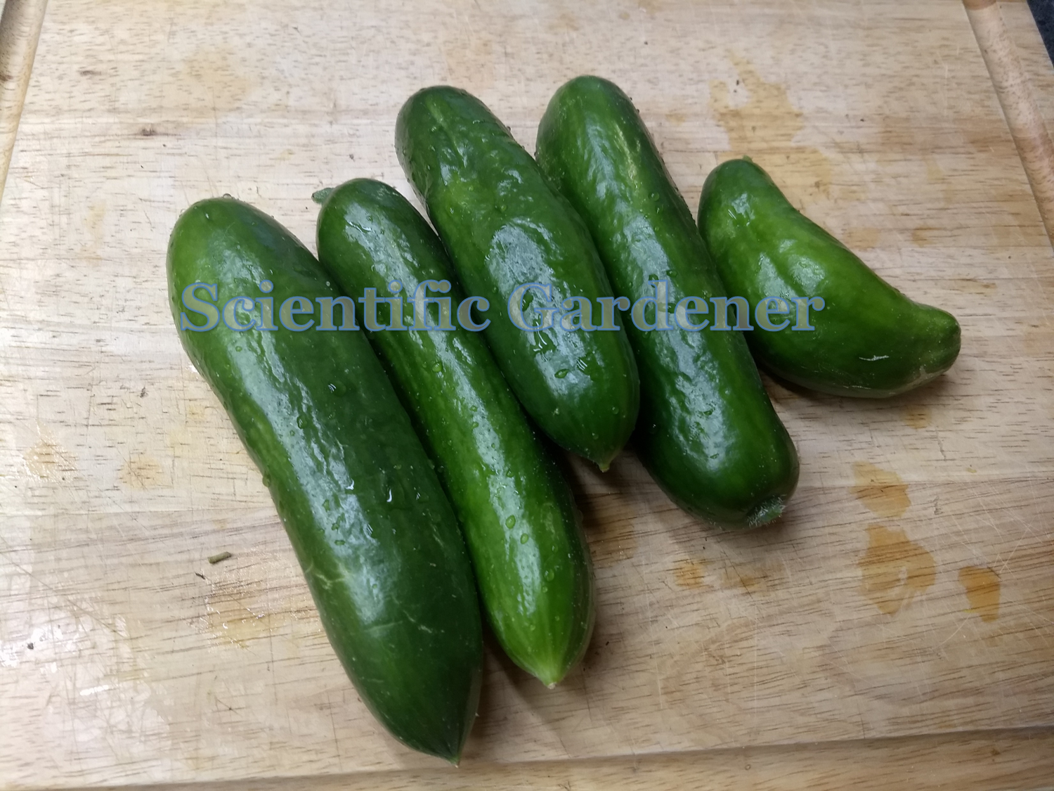 The Scientific Gardener: Turkish Beit Alpha Cucumber