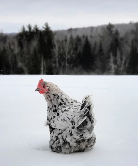 How to Care for Chickens in Winter - Fresh Eggs Daily® with Lisa Steele