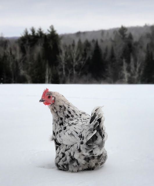 How to Care for Chickens in Winter - Fresh Eggs Daily® with Lisa Steele